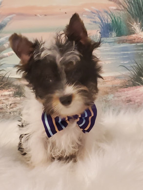 PUPPIES | Starletyorkies