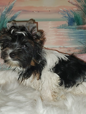 PUPPIES | Starletyorkies