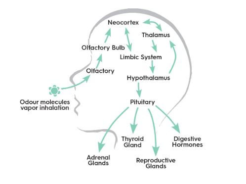 How to use essential oils safely and responsibly - The Inhalation method