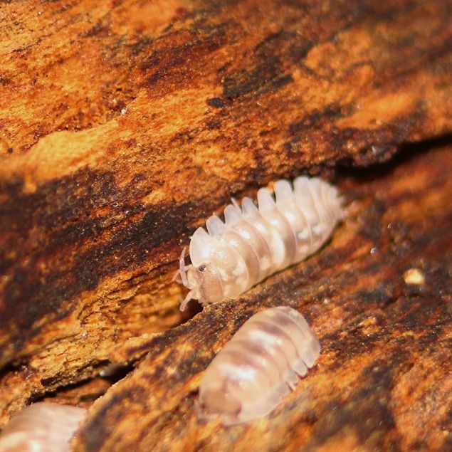 Live Isopods For Sale in Miami, FL - Buy now Online