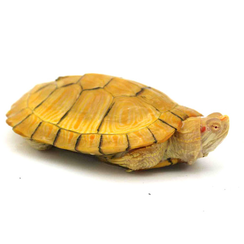 4 inch Baby Albino Red Eared Slider Turtle for sale