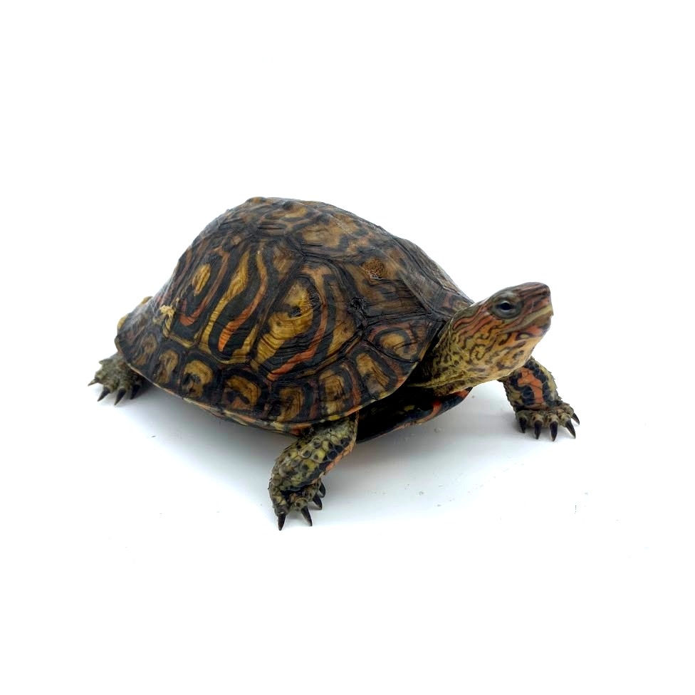 Adult Central American Ornate Wood Turtle for Sale in Miami, FL