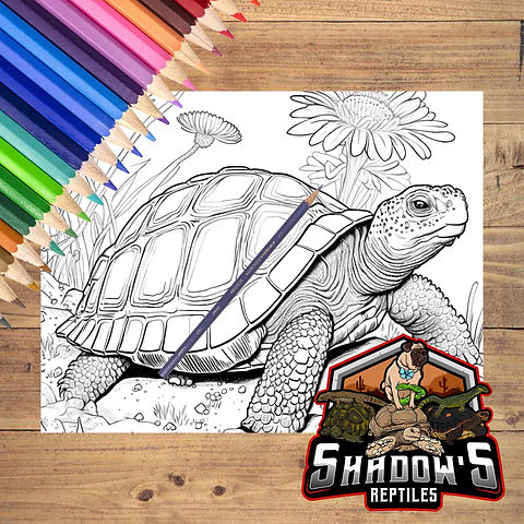 coloring pages reptiles