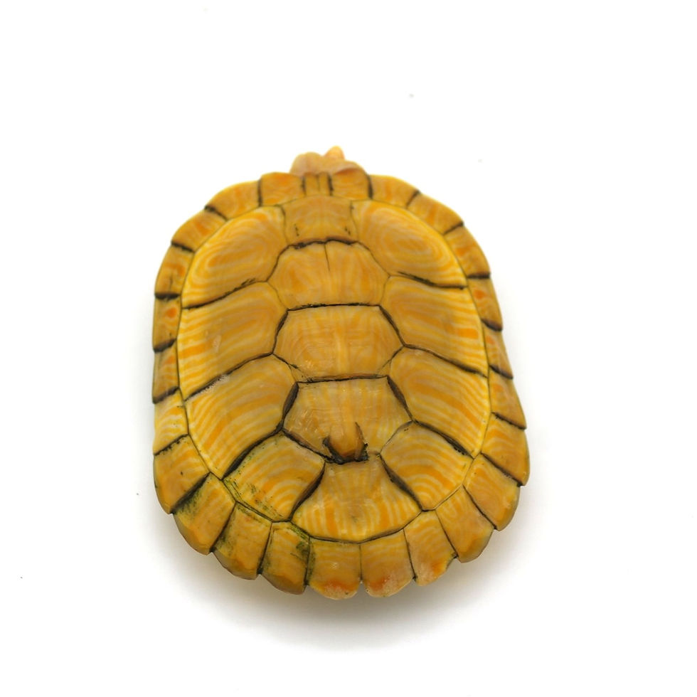 Turtles For Sale in Miami, FL - Online Pet Store
