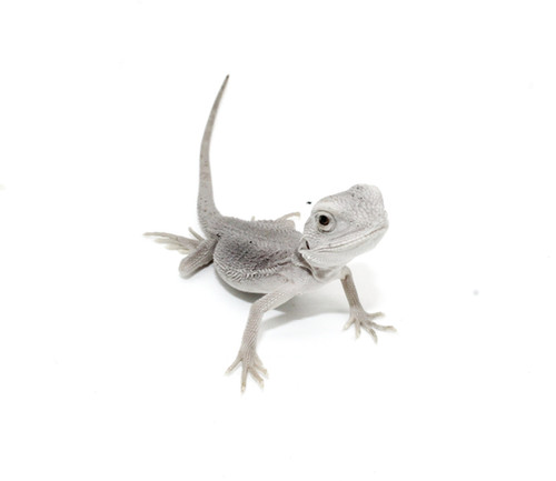 Baby Zero Breaded Dragons | Shadow’s Reptiles