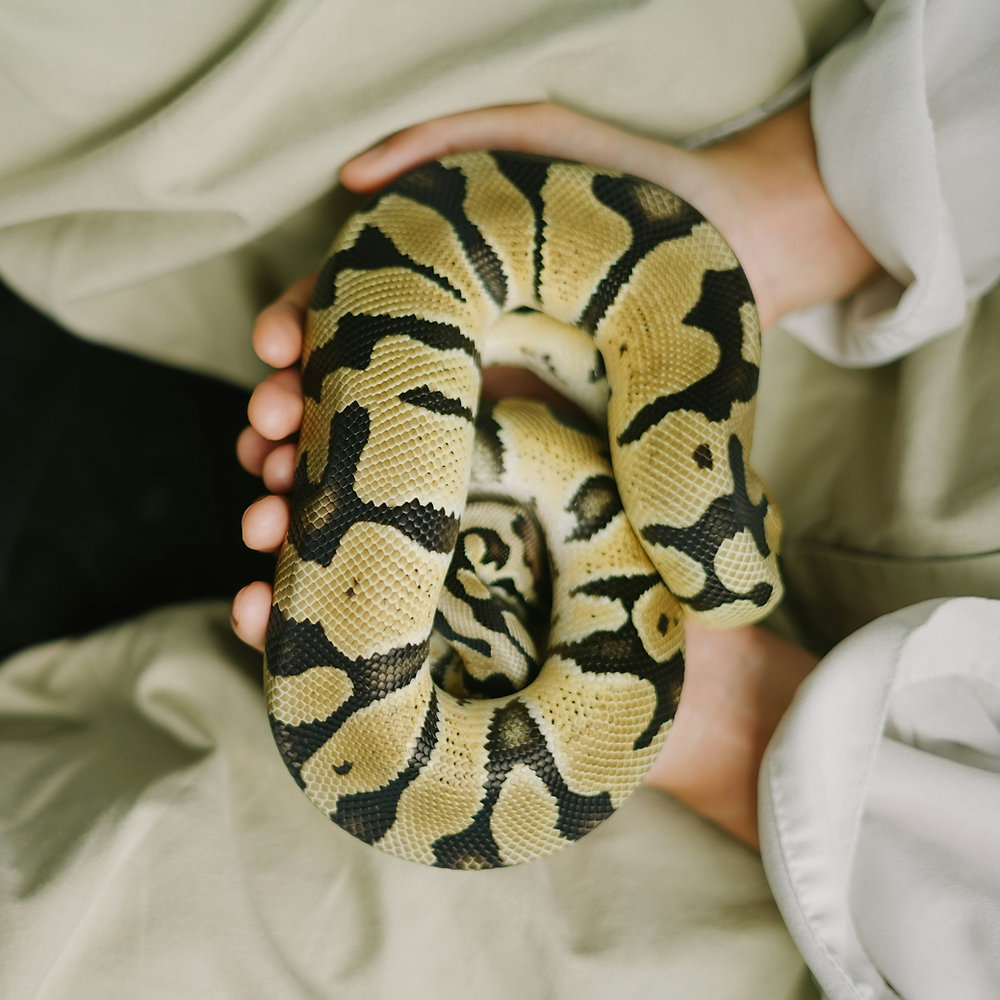 Ball Pythons Care Guide - Enclosure, Diet and more