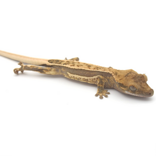 Baby Crested Gecko for Sale in Miami, FL - Buy Online