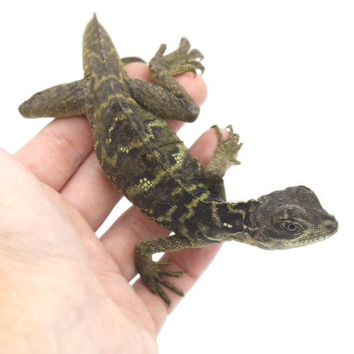 Baby Indonesian Giant Sailfin Dragon - Hydrosaurus - Order Now