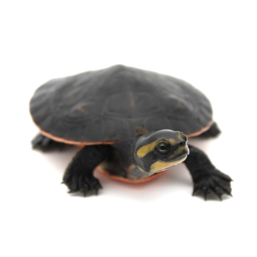 4 Inch Pink Bellied Sideneck Turtle Pet for Sale Online