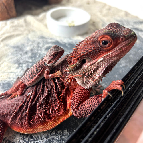 Baby Red Monster Bearded Dragon | Shadow’s Reptiles