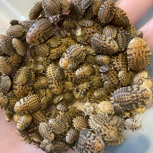 Discoid Roaches - Insects for Sale Online