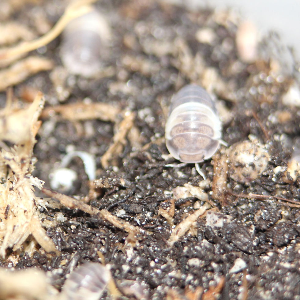 5 Animal Coloring Pages | Shadow’s Reptiles