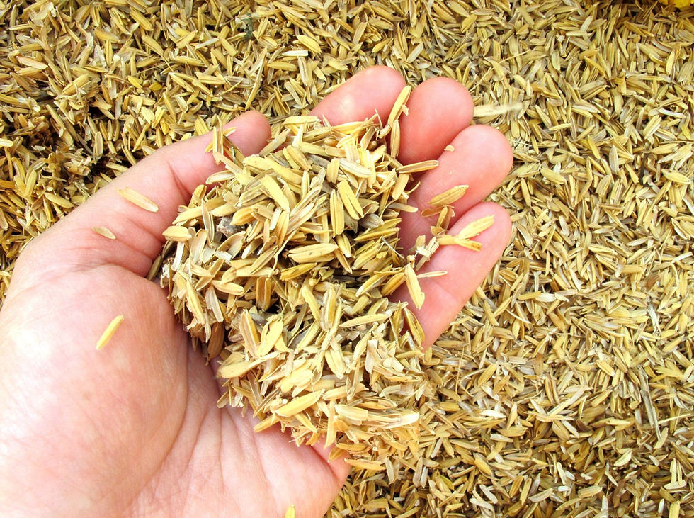 7 Surprising Uses of Rice Husks that Turn Trash into Treasure