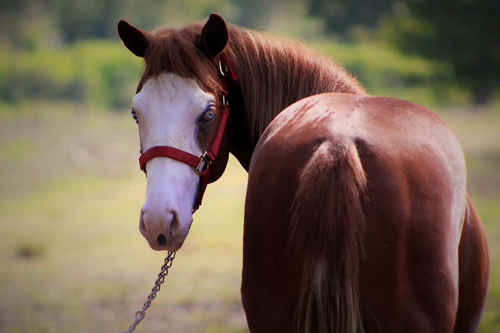 Caballos/Bovinos | Magozal, Ver., Mexico | Rancho La Laguna