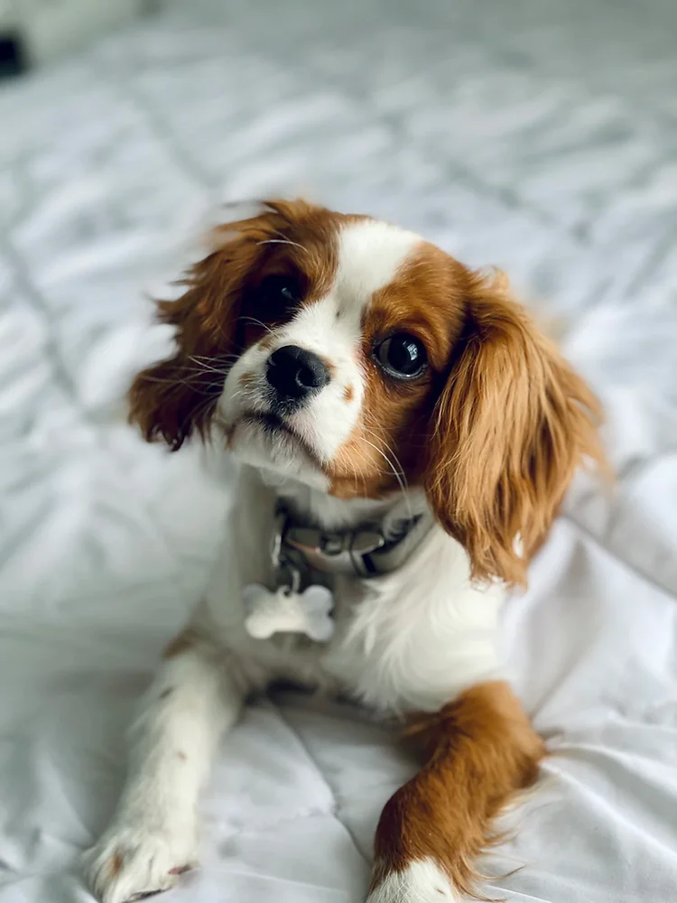 Unraveling the Mystery: Understanding Cavalier Behavior Problems