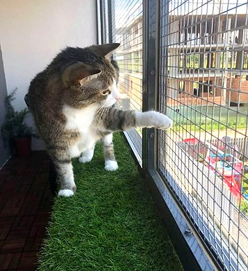 Pisici la ferestre | plase pisici | Romania