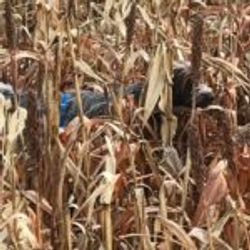 Gallery | Shiok Ridge Kennel LLC