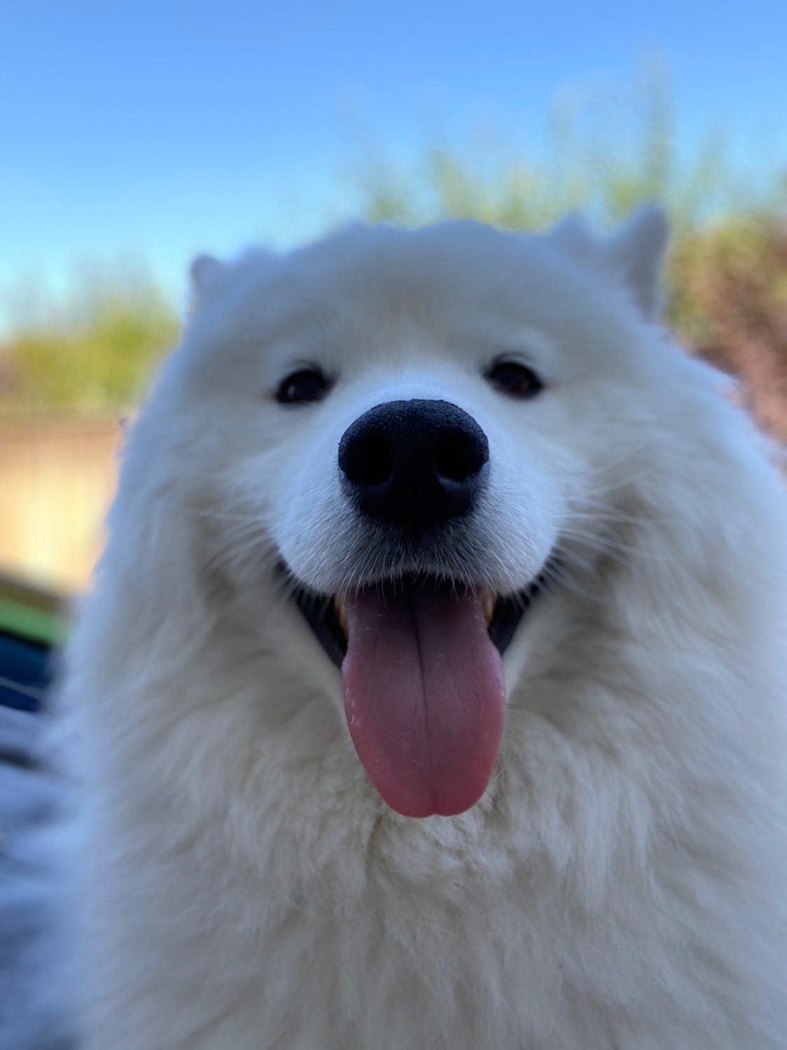 Home | International Paw Angels