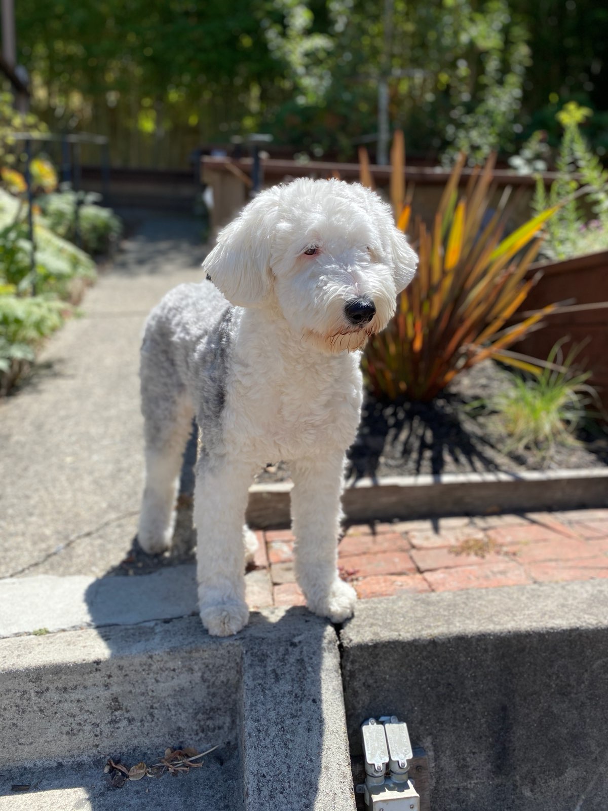 Home | International Paw Angels