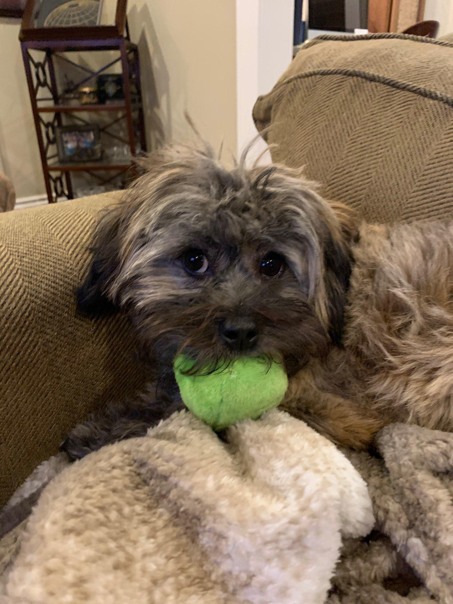 Home | International Paw Angels