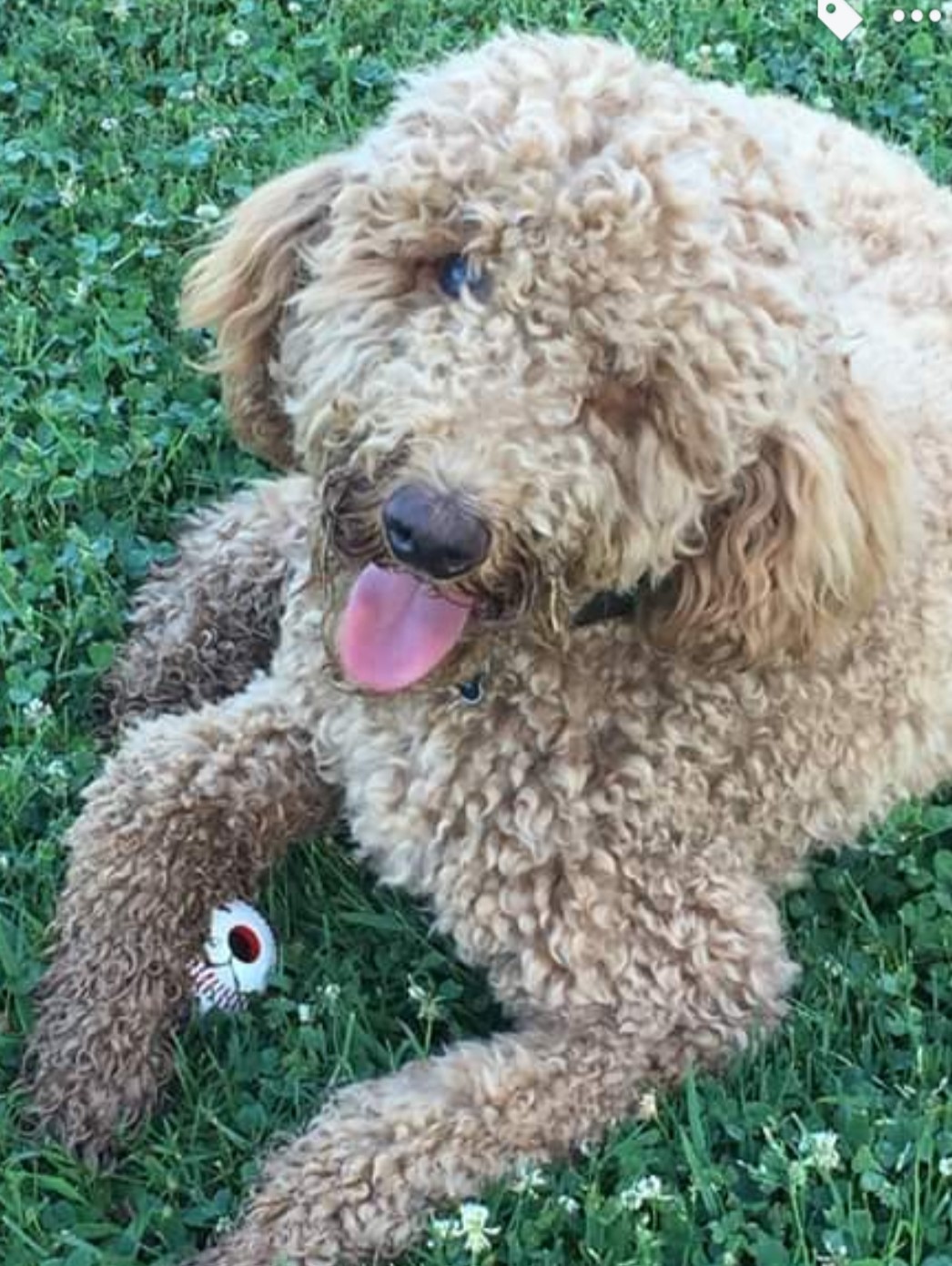 Home | International Paw Angels