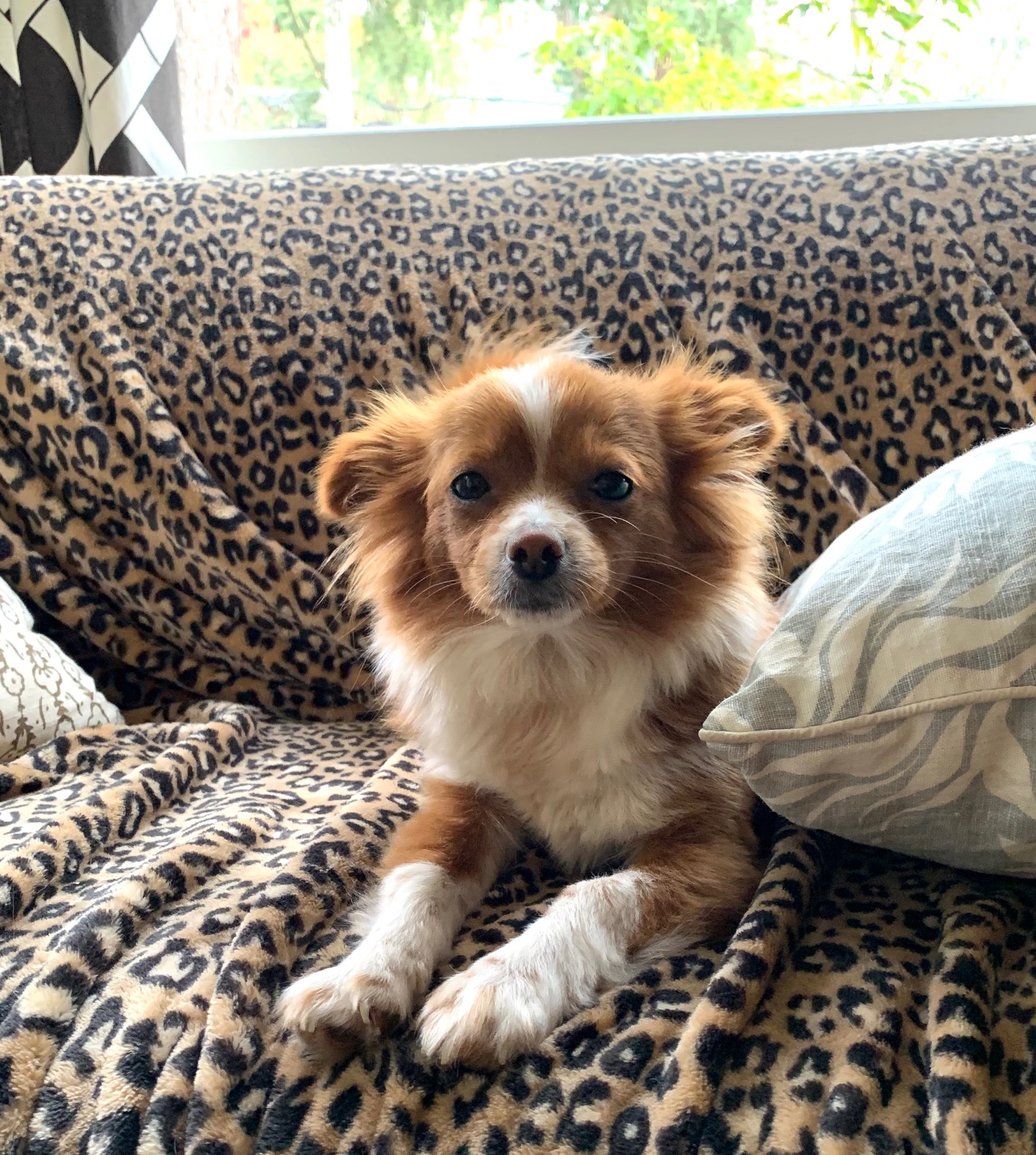 Home | International Paw Angels