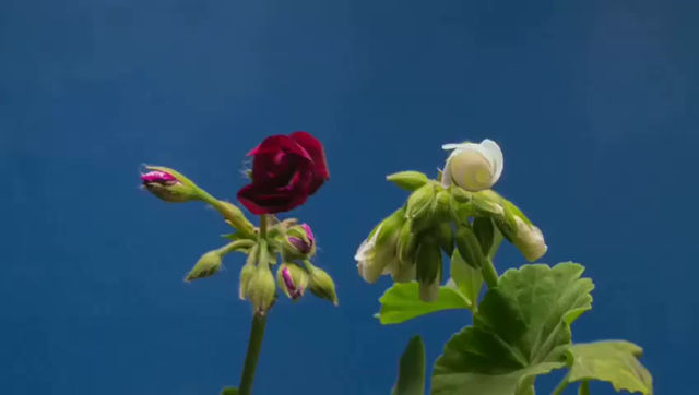 Sep 1, 2024 || Daily Thought & Prayer