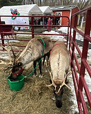 List of Sleighs For Sale-Antique and Modern