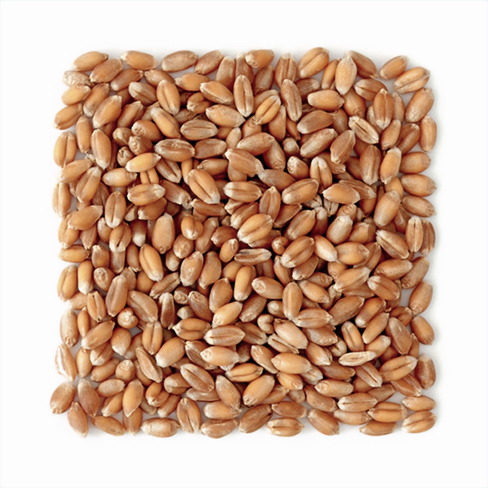 Graines de Froment Bio | Histoire d'un grain