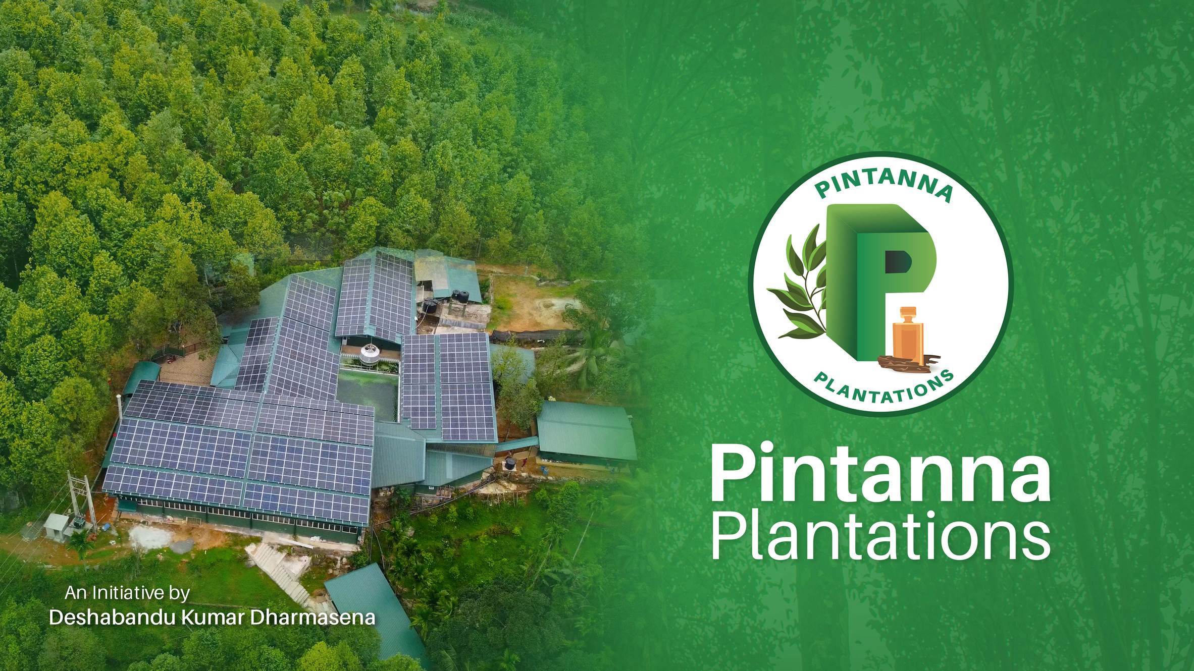 Invest in Agarwood (Wallapatta) | Pintanna Plantations