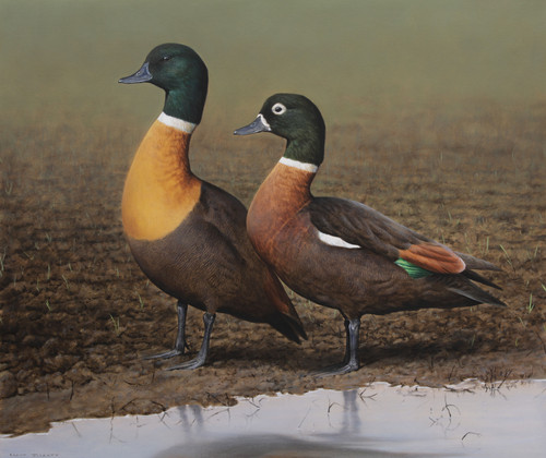 Australian Shelducks | Brett Jarrett + BOWG | bayofwhalesgallery.com.au ...