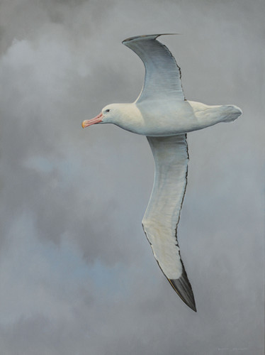 Wandering Albatross | Brett Jarrett + BOWG | bayofwhalesgallery.com.au ...