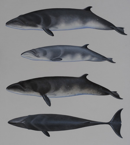 Pygmy Right Whales | Brett Jarrett + BOWG | bayofwhalesgallery.com.au ...