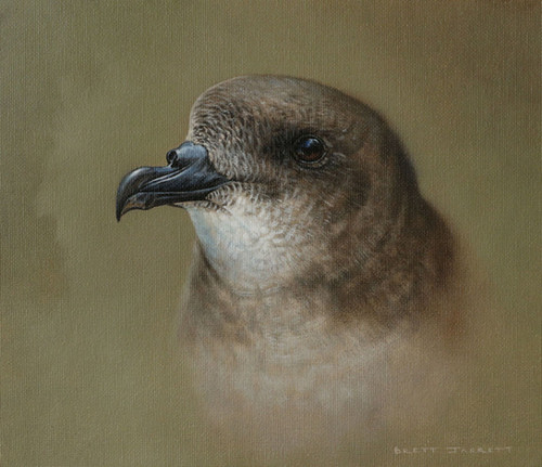 Herald Petrel portrait | Brett Jarrett + BOWG | bayofwhalesgallery.com ...