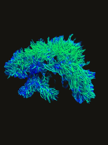 Green Star Polyp | Deep Sea Gardens