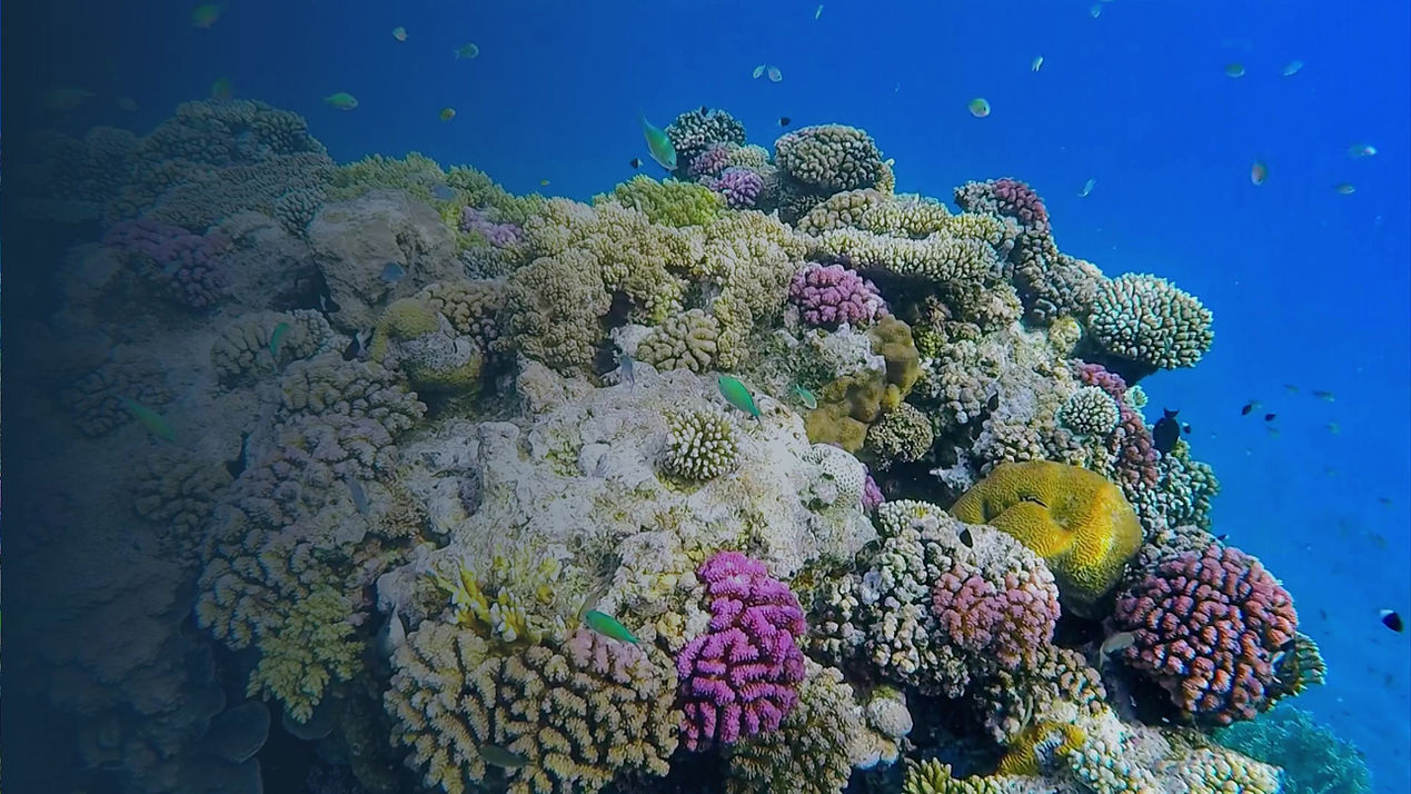 Meet the Team | Coral World