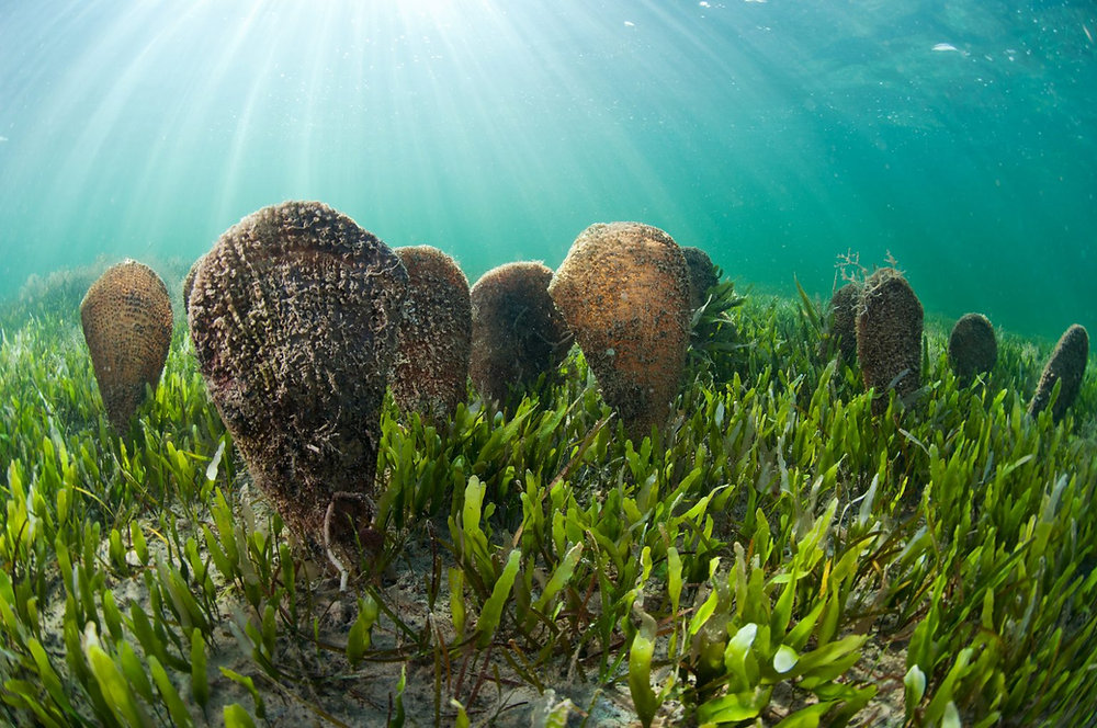 The fan mussel individuals of the Ebro Delta and the Mar Menor do not ...