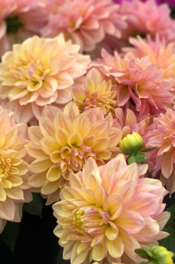 CSA Farm | Highland Springs | East Concord, NY