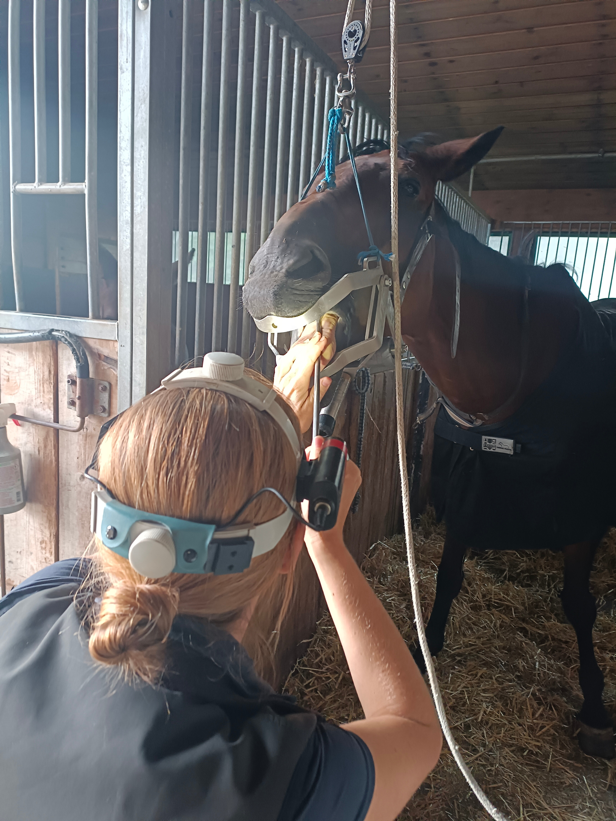 Pferdedentalpraxis, Pferdezahn | Pferdezahnarzt | Tirol, Austria