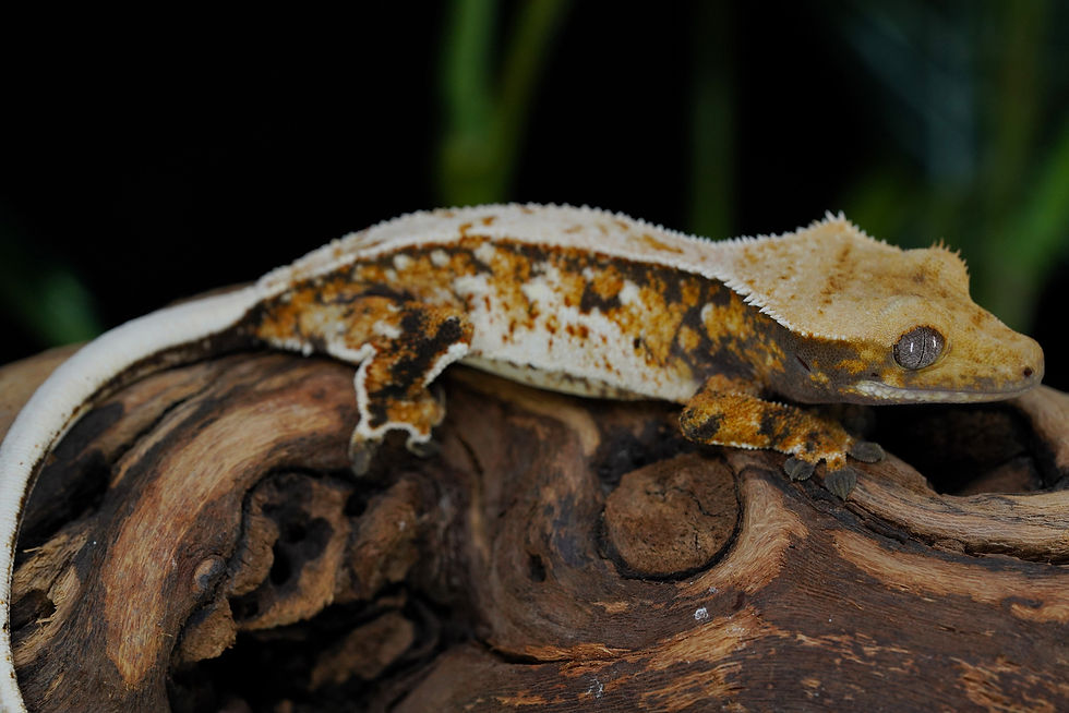 Available Crested Geckos | Gecko Labs