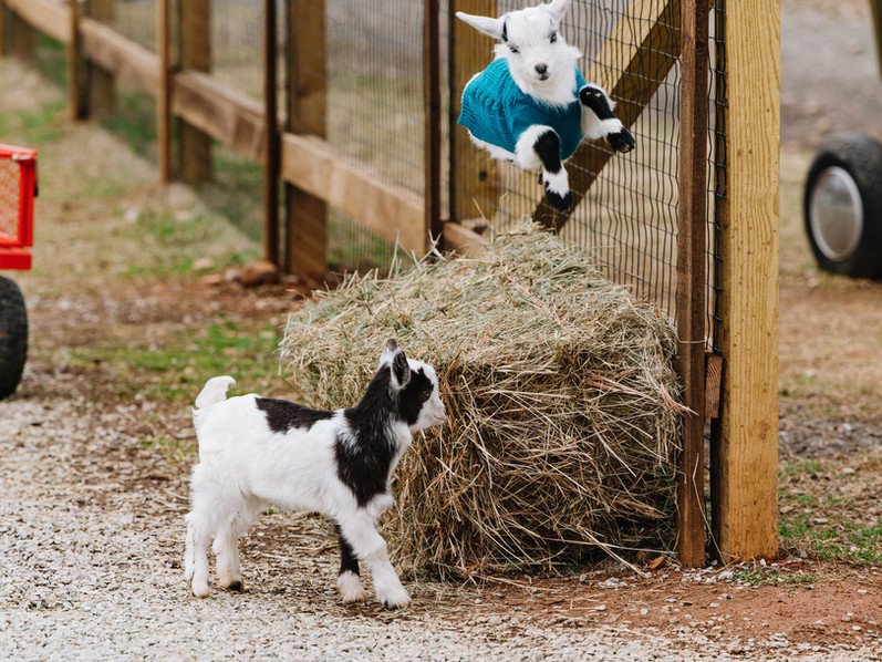 Experiences | Spring Haven Farm | Chapel Hill NC