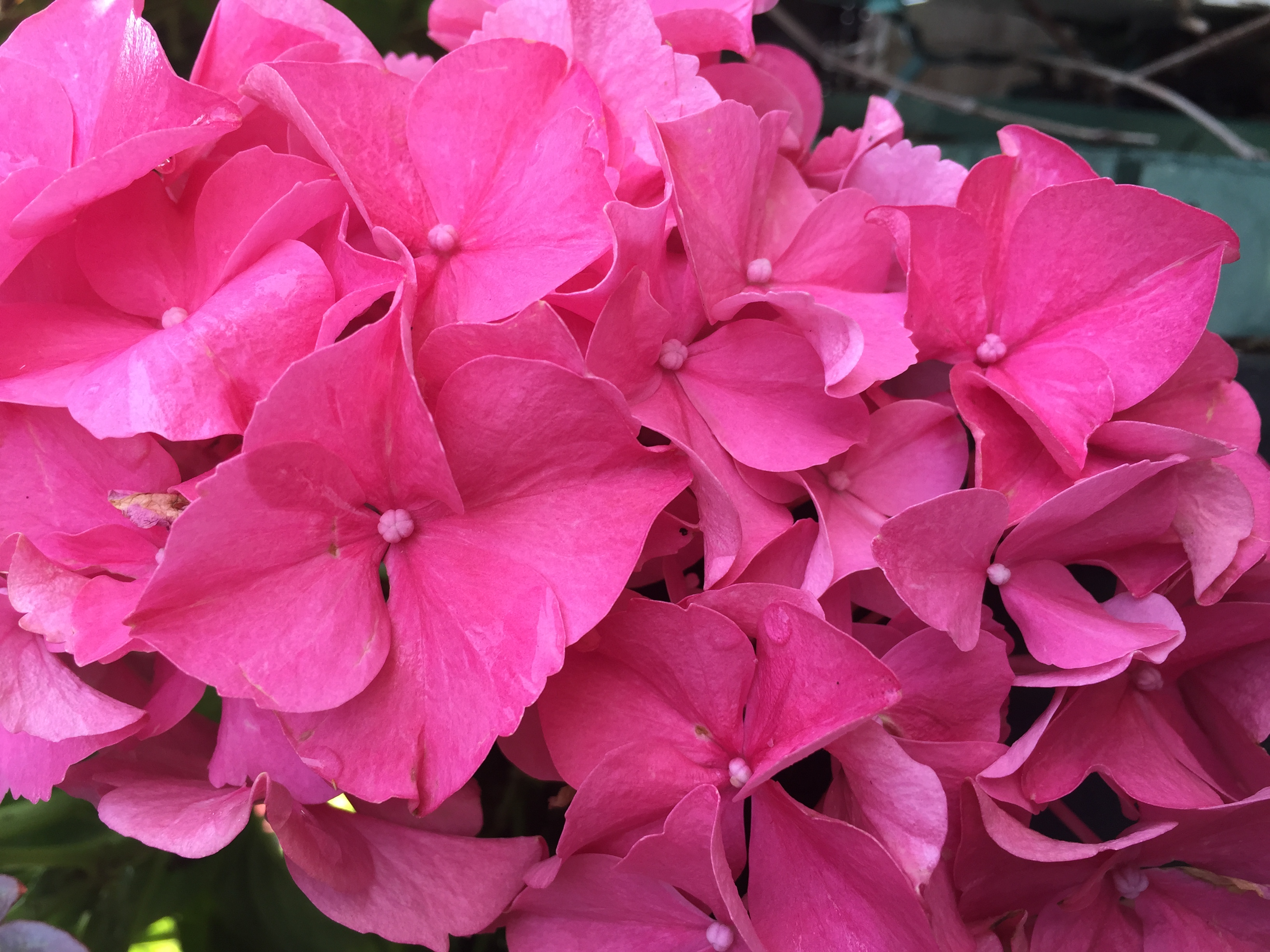 Smith's Acres Niantic CT Garden Center