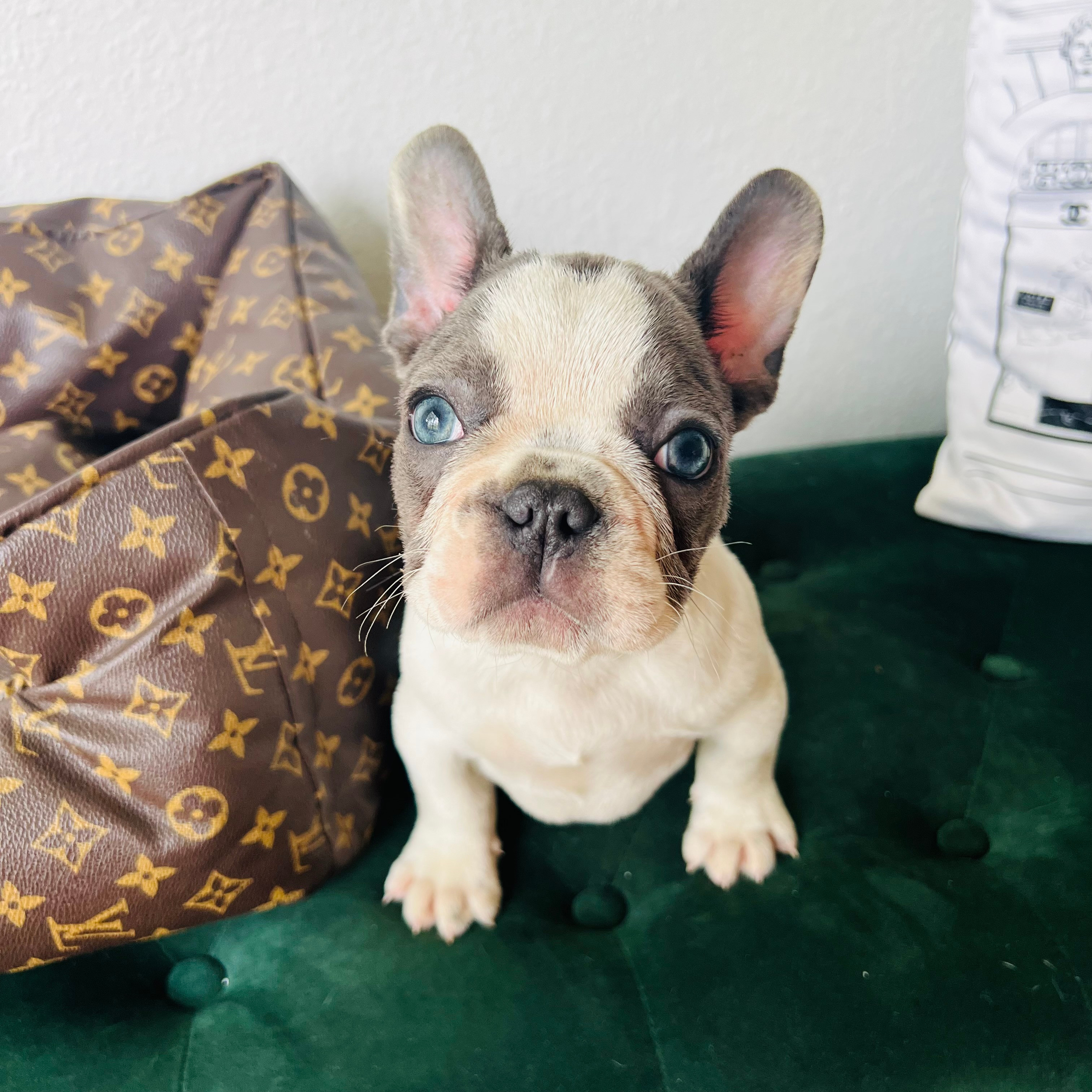 Lilac Pied Mini French Bulldog