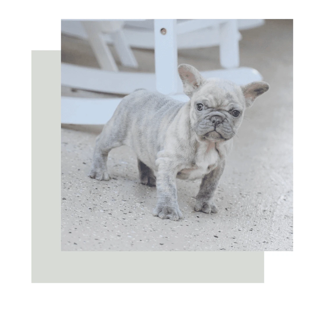Reverse Brindle French Bulldog