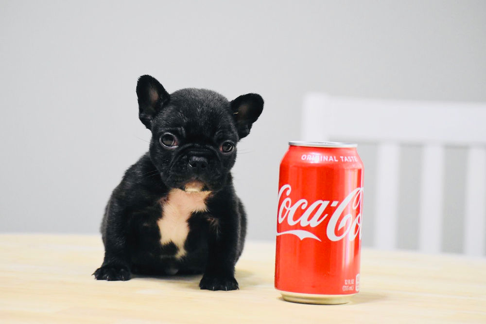 Teacup French Bulldog | Micro Frenchies