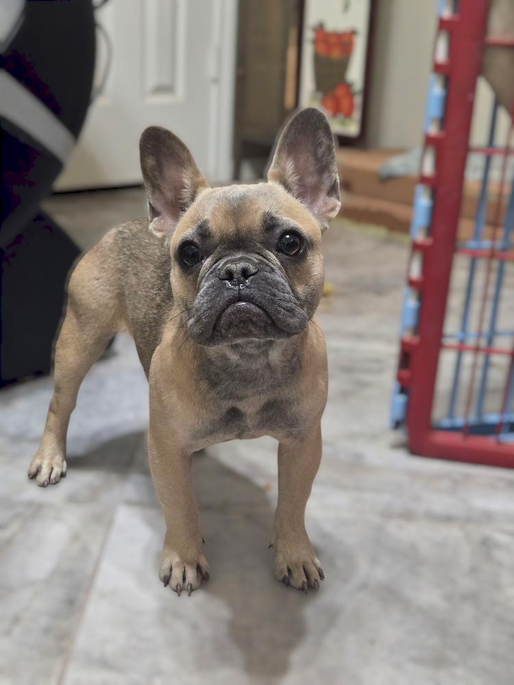 Nina the French Bulldog Rescue for Adoption