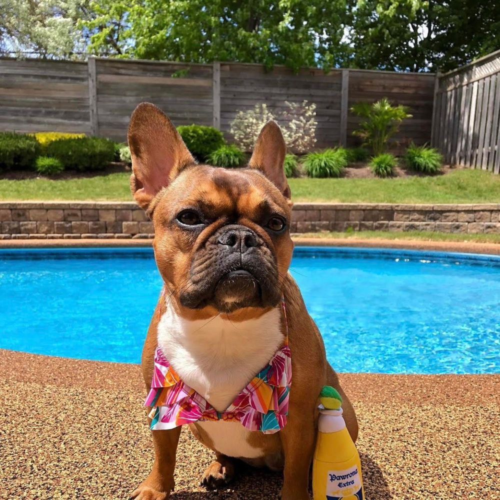 Heat Tips for your Frenchie