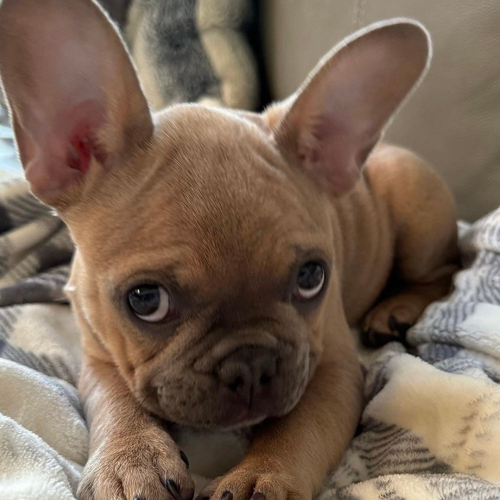 Blood Vomit in French Bulldogs: Causes and Treatments