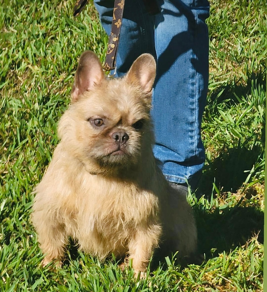 🧬 The Fluffy French Bulldog: Genetics, Origins, and Why Everyone Wants One