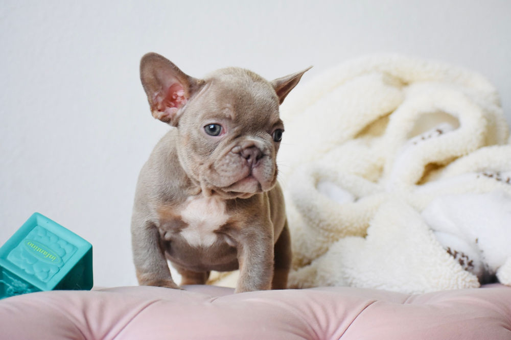French Bulldog | Micro Frenchies